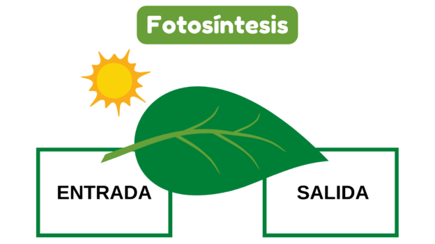 Activity | Ins and Outs of Photosynthesis - Learn Libre Activity | Ins and Outs of Photosynthesis - Learn Libre
