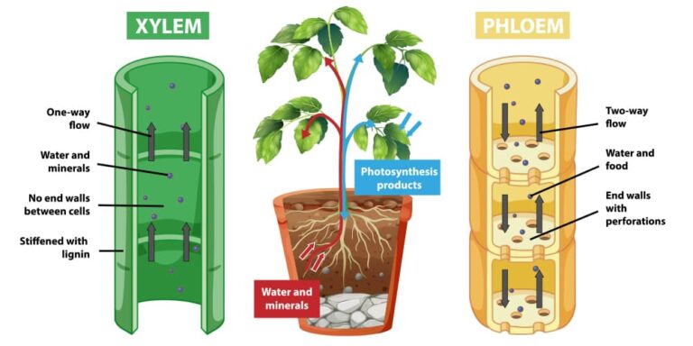 Photosynthesis for Kids - A Journey from Sunlight to Leaves